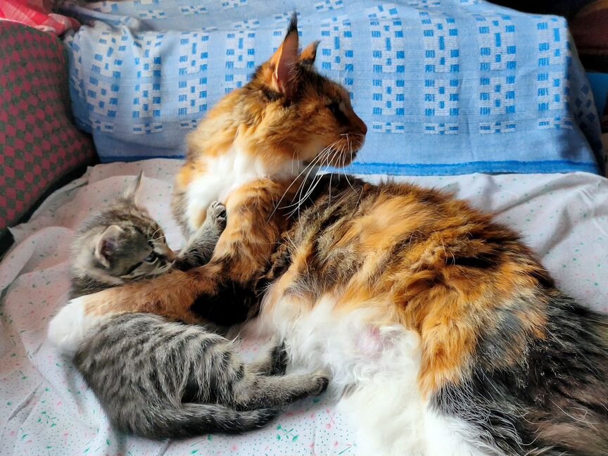 Котята метисы мейн-кун и тайская