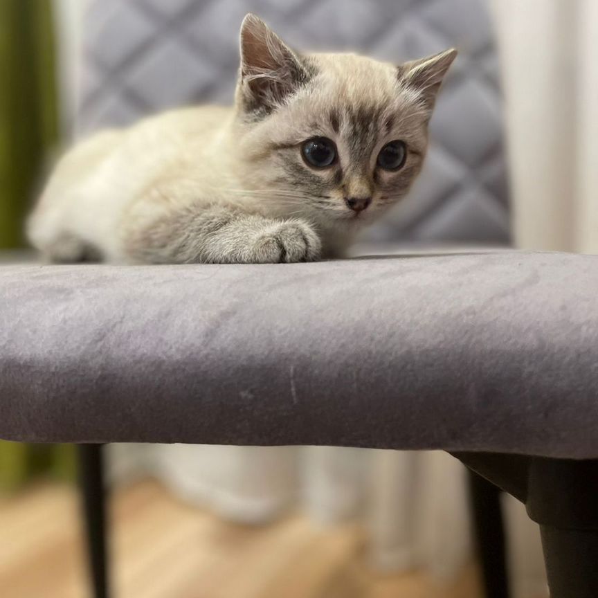 Котенок кошечка в добрые руки