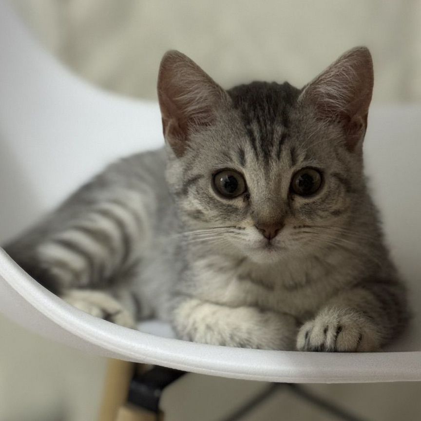 Шотландский прямоухий короткошёрстный котёнок