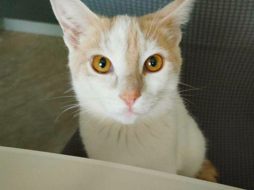 Котик в добрые руки