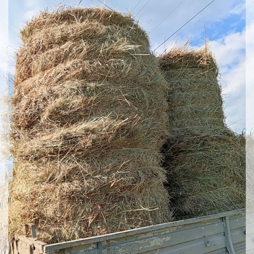 Продам сено в рулонах
