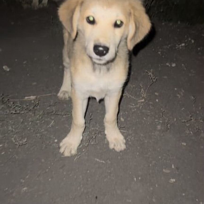 Щенок девочка