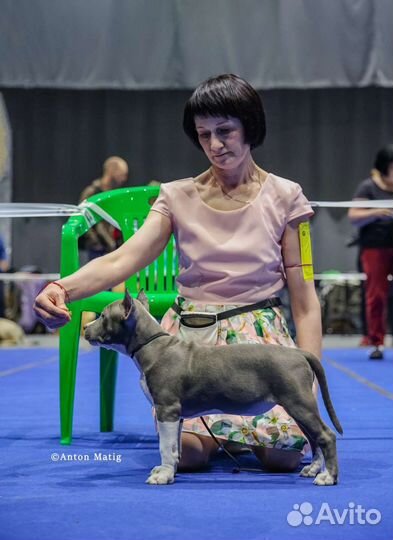 Амстаффики голубого окраса