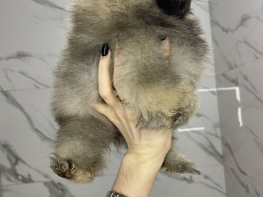Мини мишки