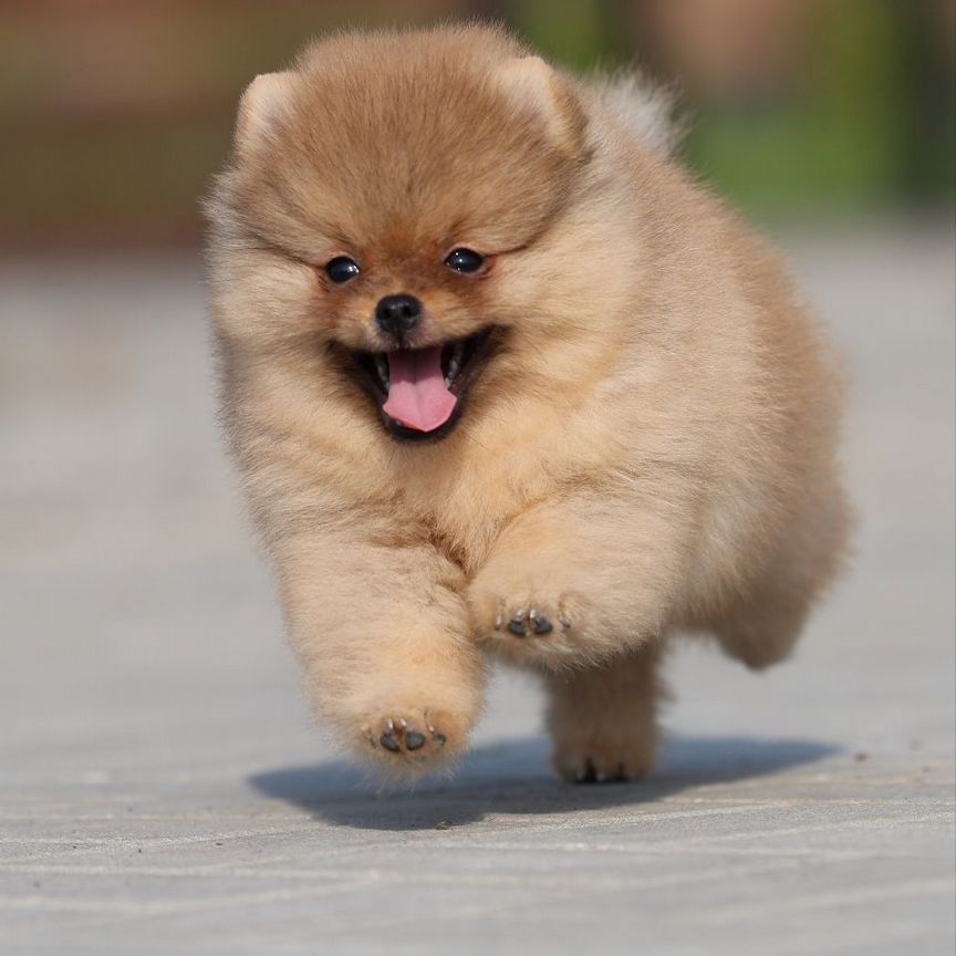 Супер мишка