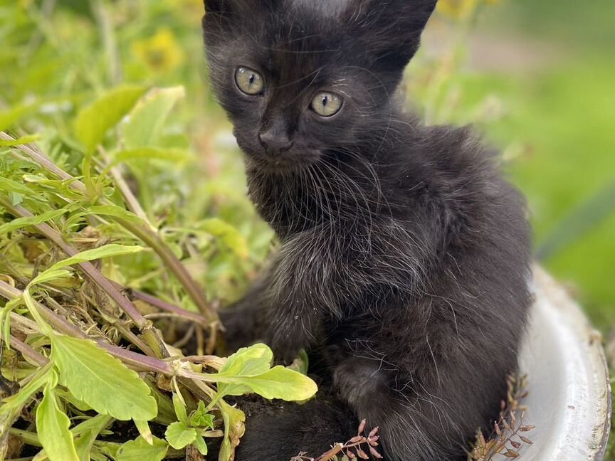 Котята
