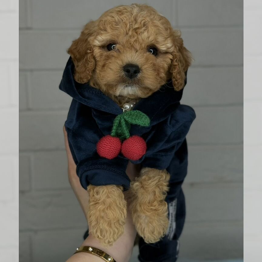 Кавапу, щенок