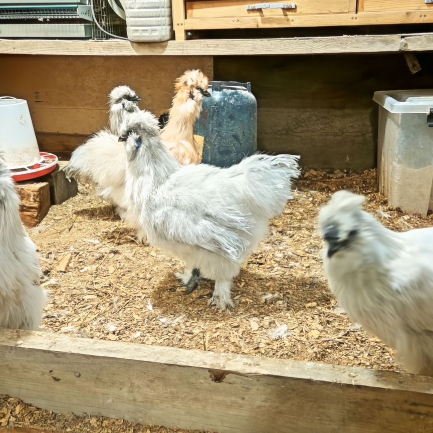 Китайские шелковые куры