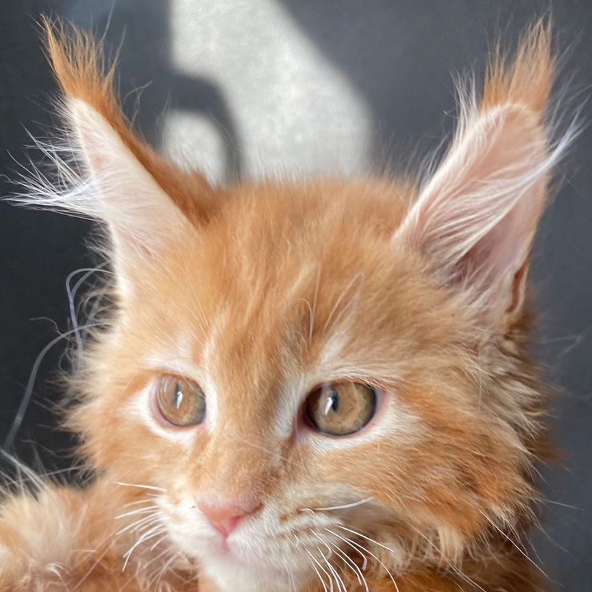 Мейн-кун красный мрамор