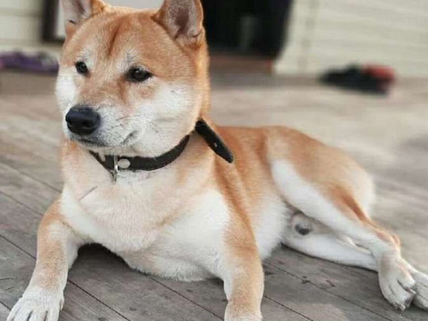 Кобель для вязки Сиба (шиба) ину