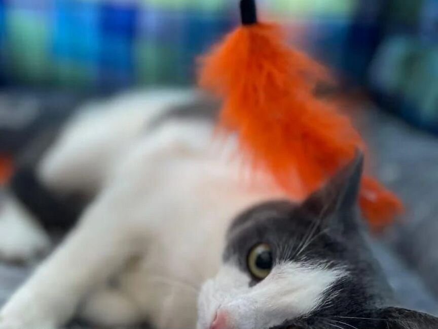 Кошка бесплатно