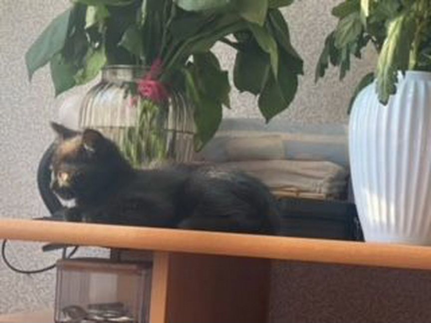 Котеночек в добрые ручки