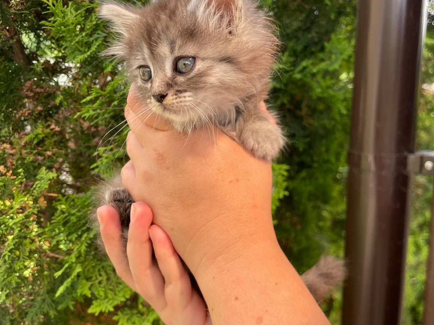 Котенок маленькое чудо в хорошие руки