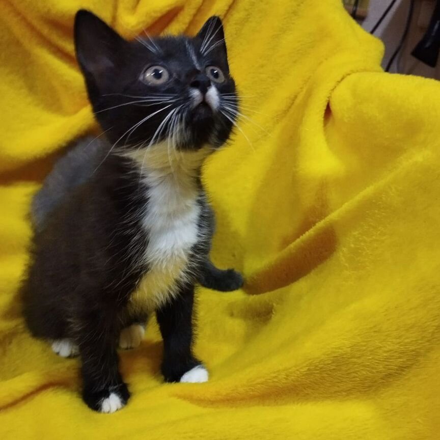 Сладкая Ириска в дар