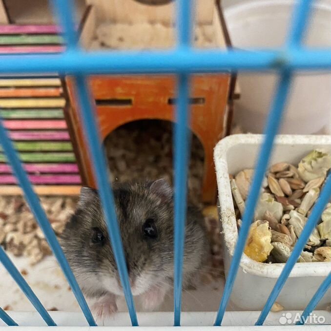 Джунгарский хомяк мальчик с клеткой