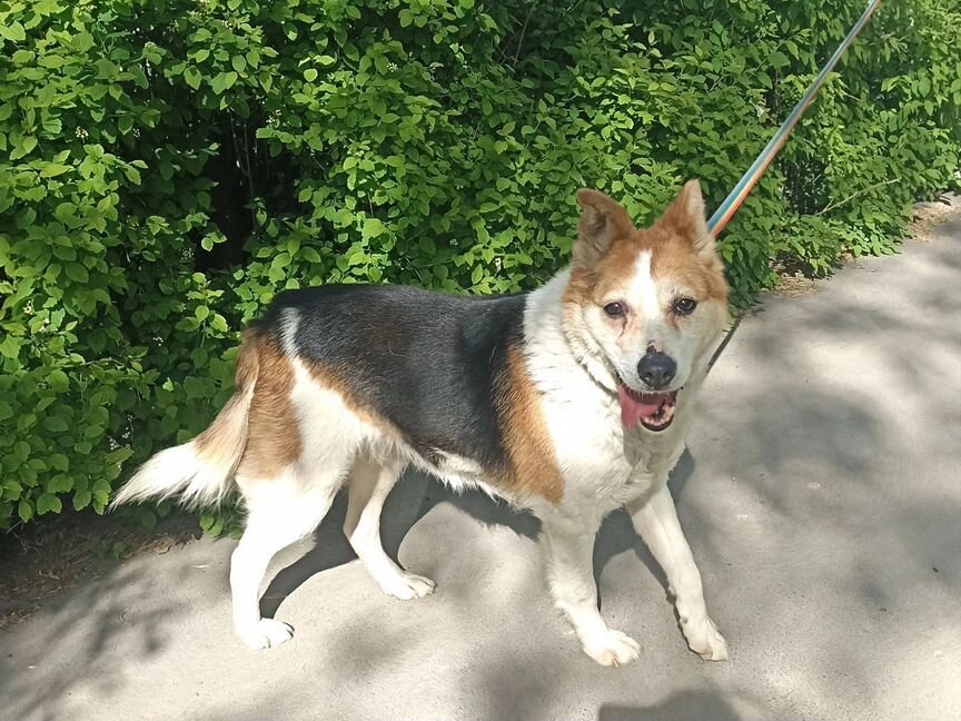 Небольшая собачка Злата