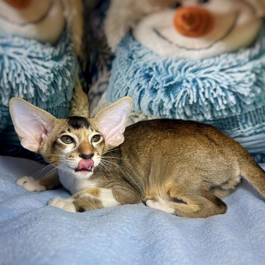 Ориентальный котёнок