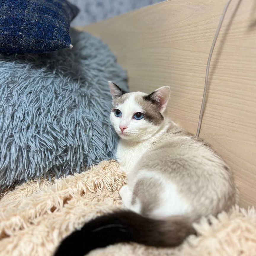 Тайский котёнок