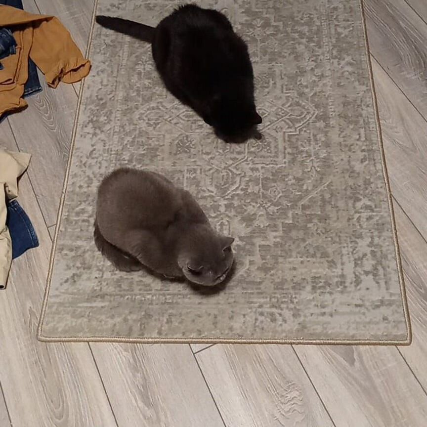 В хорошие руки кошку