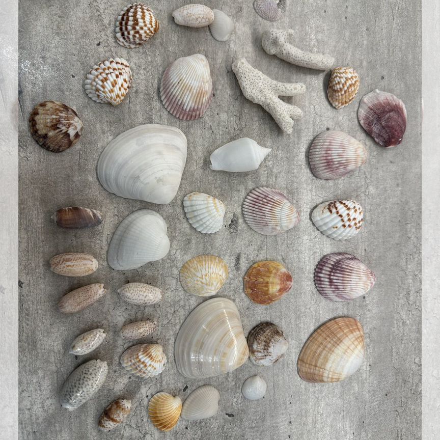 Морские ракушки ОАЭ