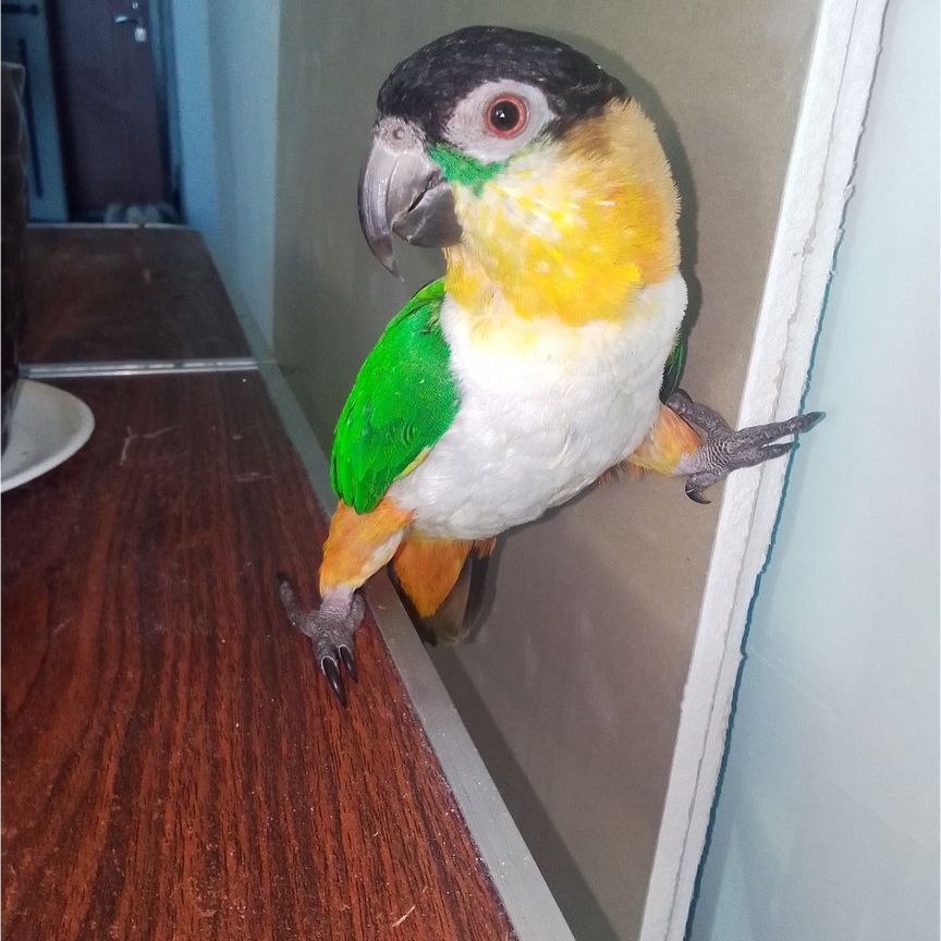 Попугай порода Кияк