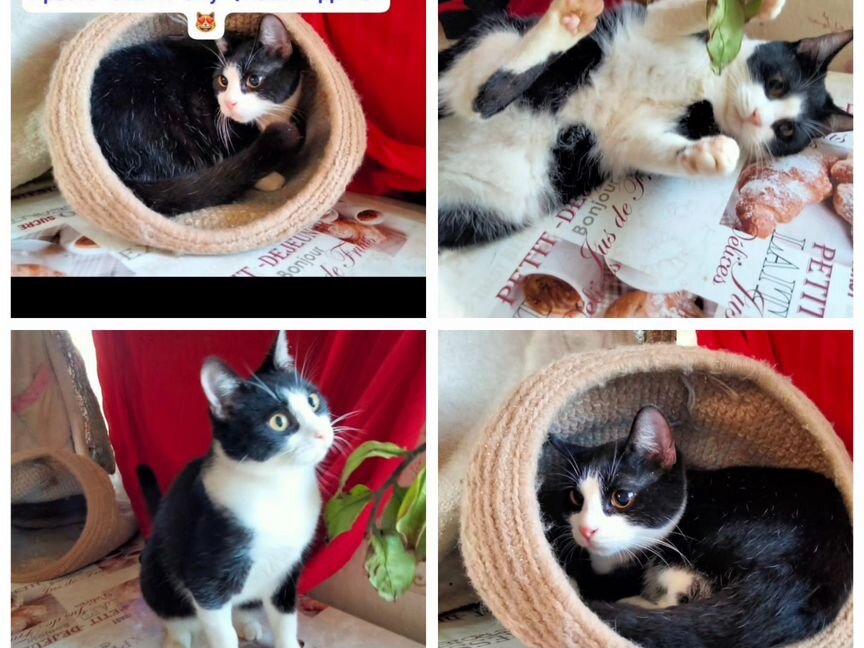 Кот