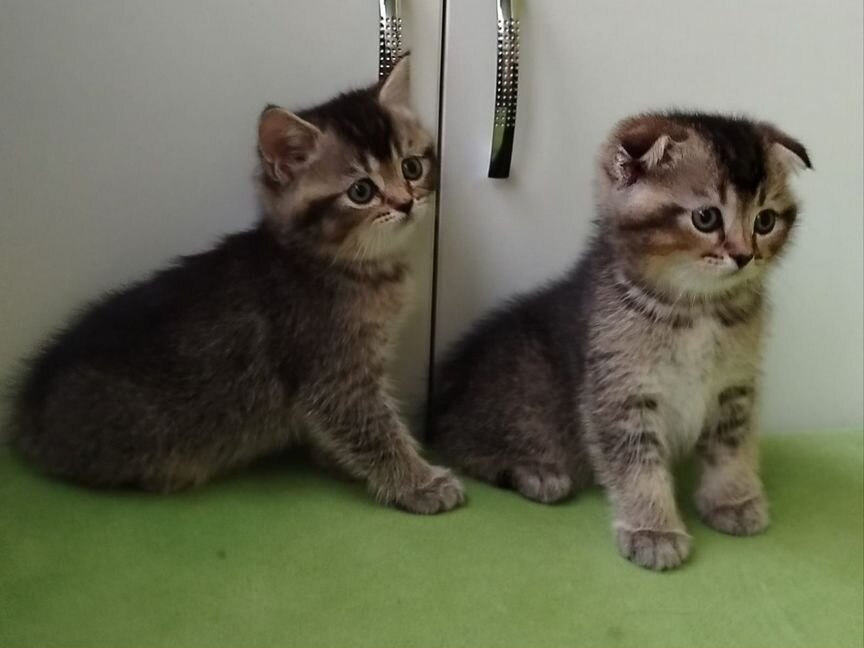 Чудесные шотландцы