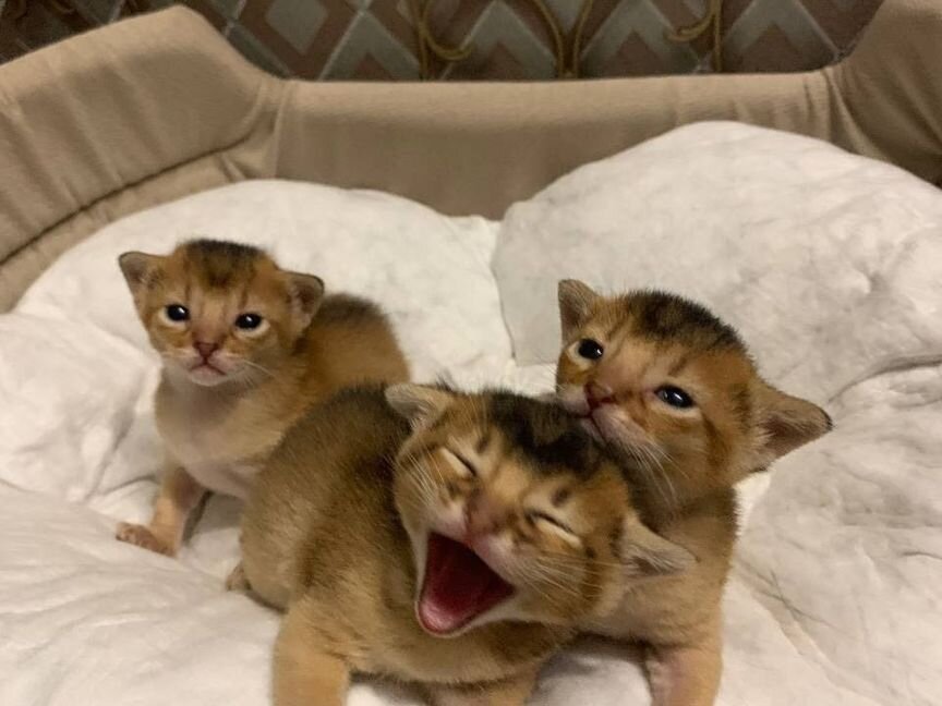 Абиссинские котята