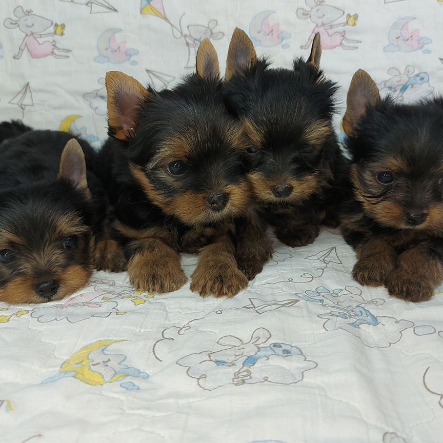 Мальчики породы Йоркширский терьер