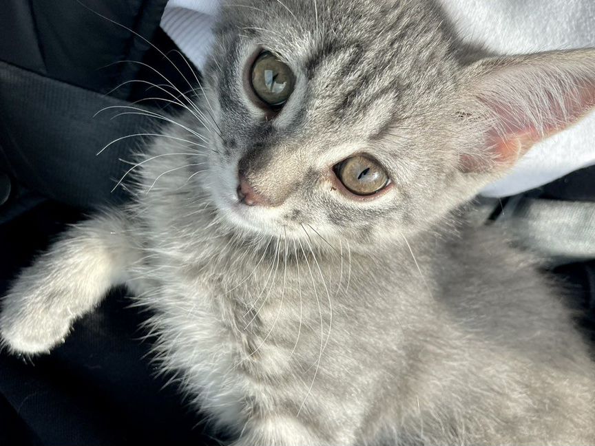 Котята в добрые руки бесплатно