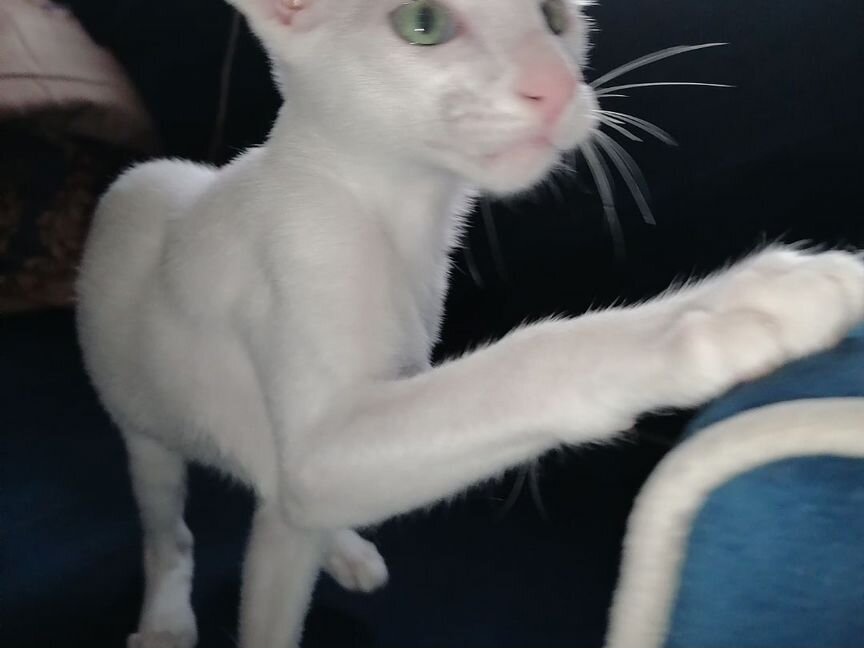 Ориентальные котята