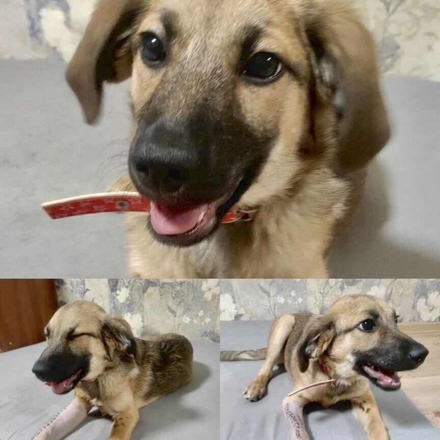 Щенок в добрые руки бесплатно
