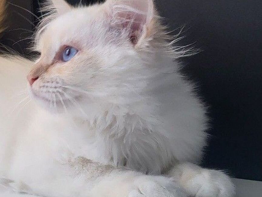 Котёнок Священной Бирмы