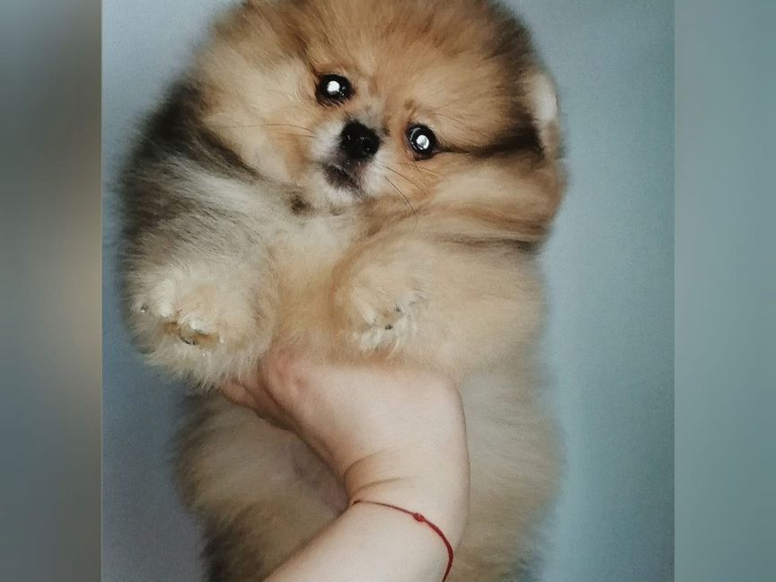 Померанский шпиц,девочка подросток