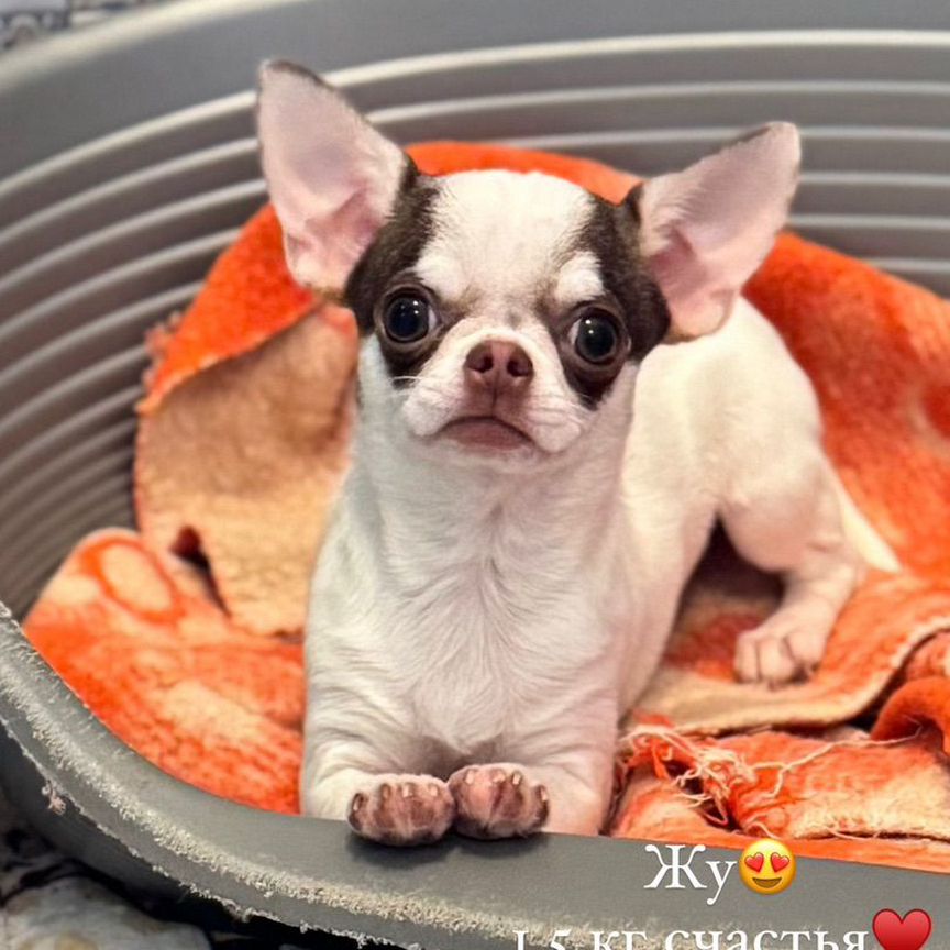 Чихуахуа мини