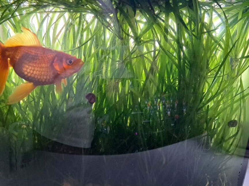 Водоросли аквариумные валлиснерия