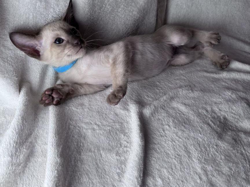 Ориентальные котята