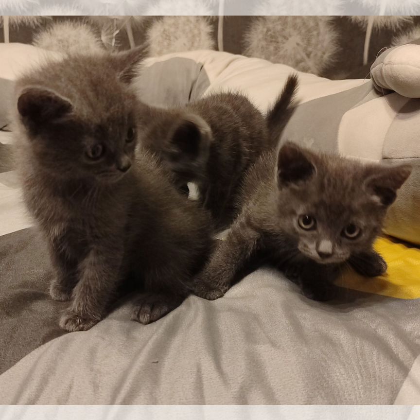Шотландские котята