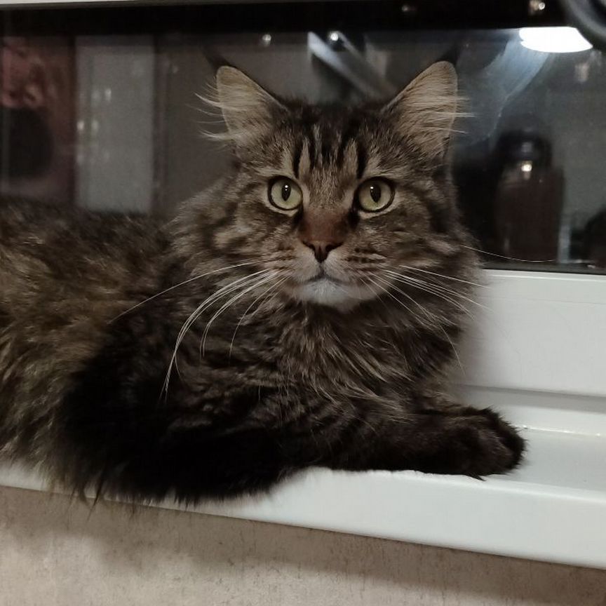 Мейн-кун, взрослый кот