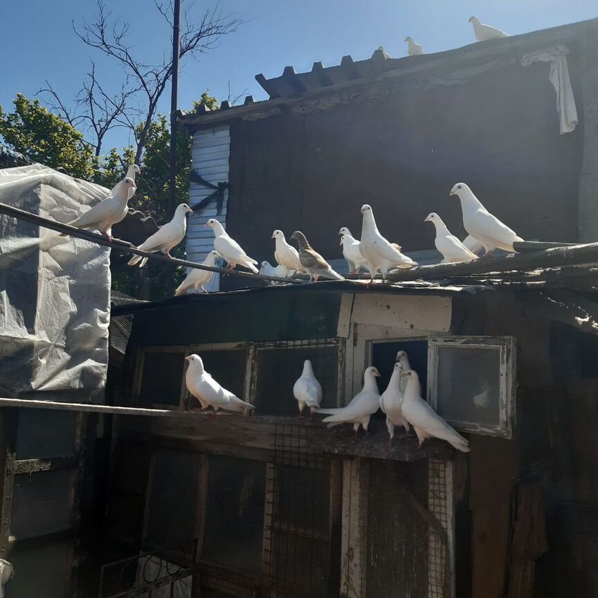 Белые голуби для свадеб и выпускных