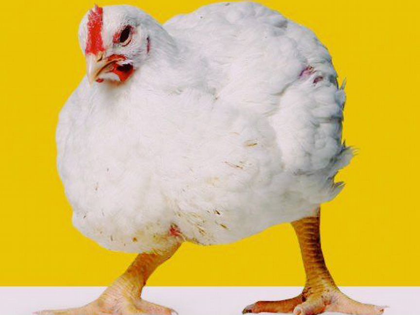 Куры бройлерные живой вес