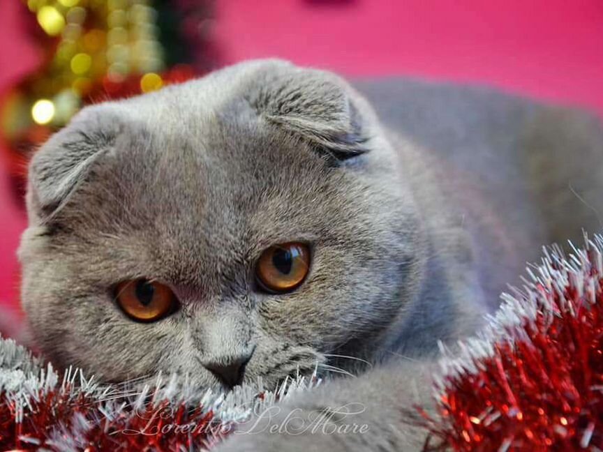 Молодая кошка Скоттиш Фолд