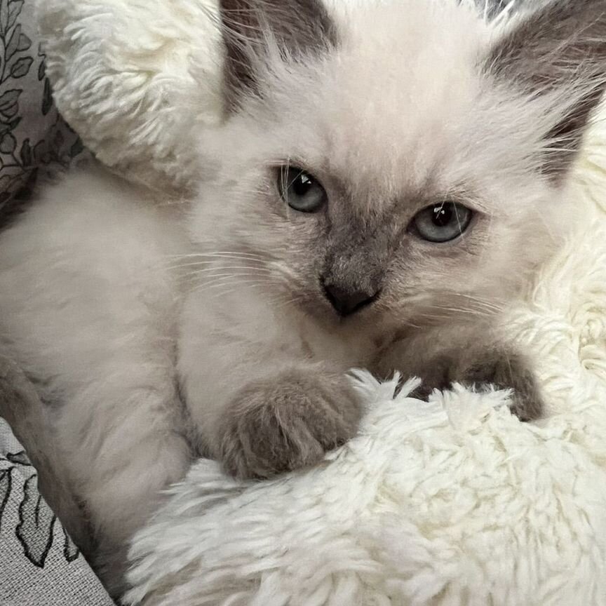 Котенок