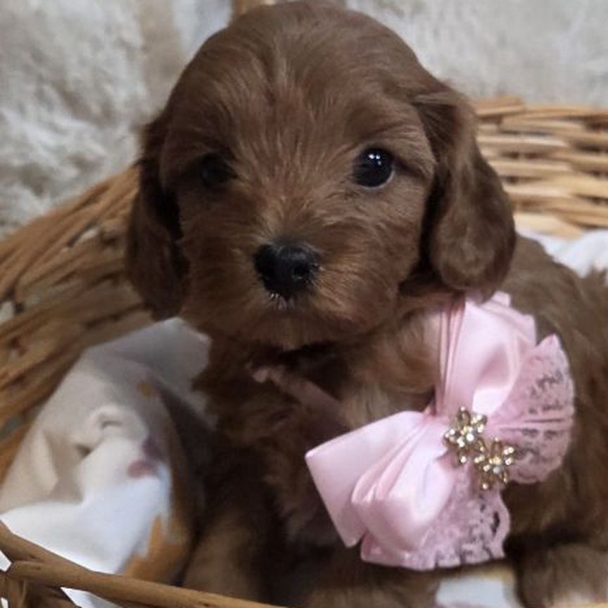 Кавапу, щенок