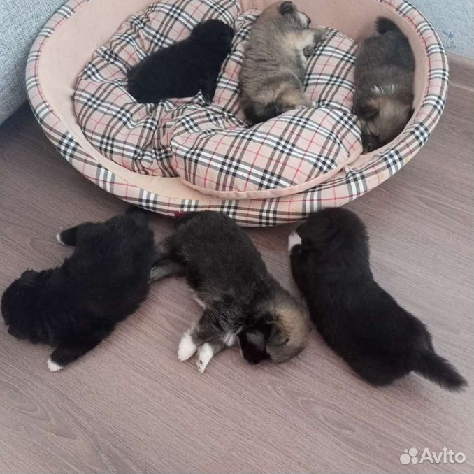 Продаются щенки (немецкий шпиц)