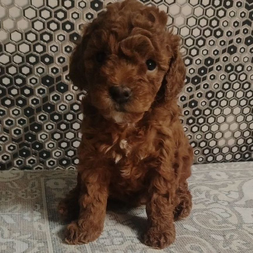 Карликовый пудель, щенок