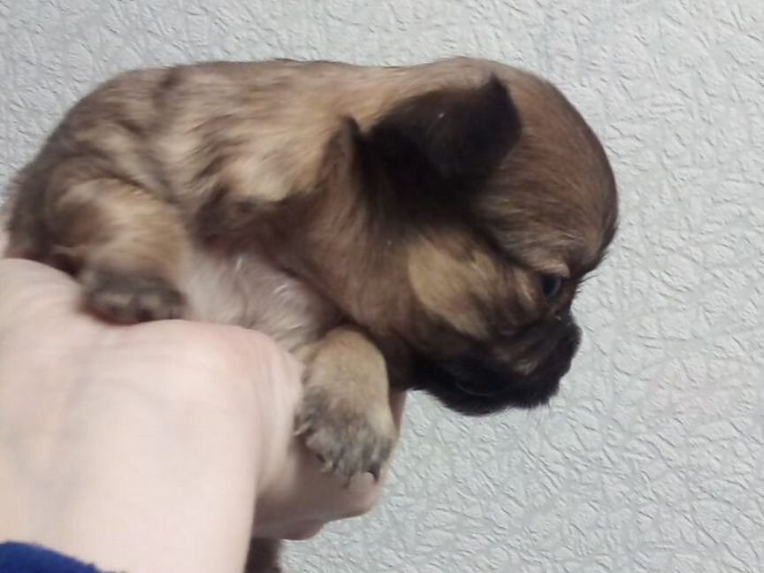 Щенки чихуахуа