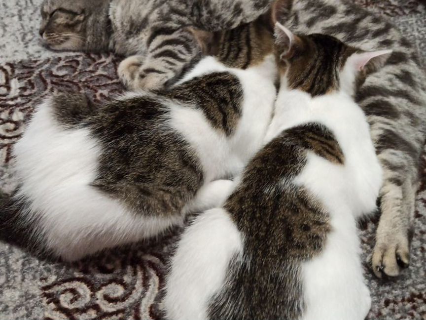 Коты - антидепрессанты