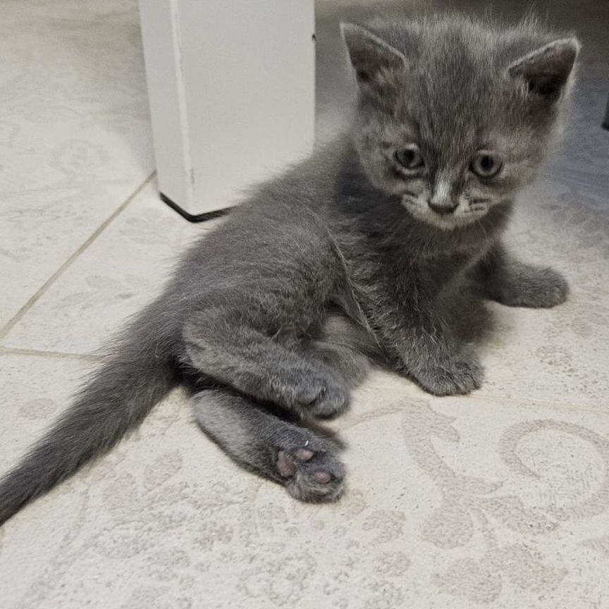 Котёнок от частного владельца