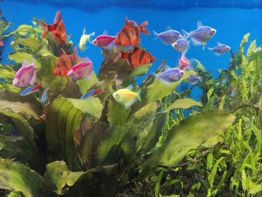 Аквариумные рыбки